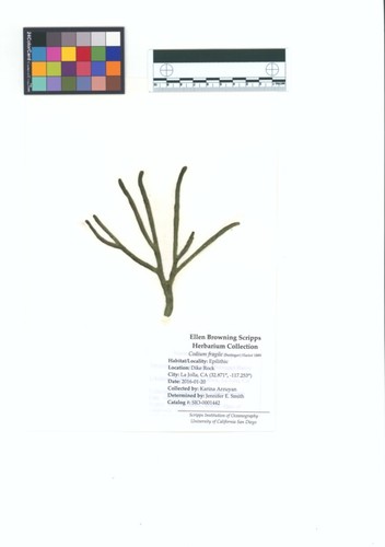 Codium fragile (SIO-0001442) — Calisphere