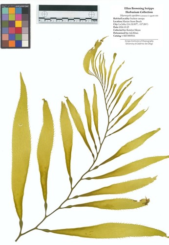 Macrocystis pyrifera (SIO-0005011) — Calisphere