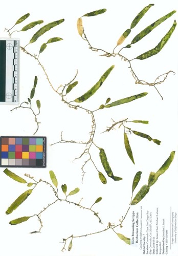 Caulerpa prolifera (SIO-0004886) — Calisphere