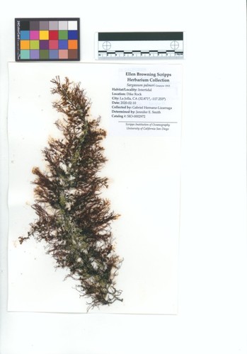Sargassum palmeri (SIO-0002972) — Calisphere