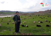 "بەڵێ، بۆ سەربەخۆیی کوردستان،" — Calisphere