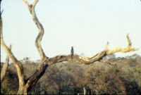 Thekkady Lake with cormorant on a dead tree at Periyar Wildlife ...