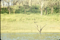 Thekkady Lake shoreline at Periyar Wildlife Sanctuary, Thekkady (India ...