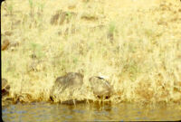 Thekkady Lake shoreline at Periyar Wildlife Sanctuary, Thekkady (India ...
