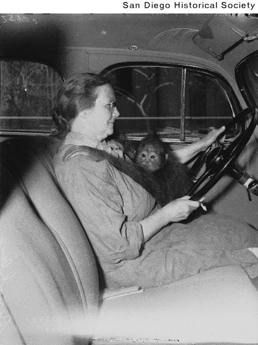 Belle Benchley behind the wheel of an automobile with a monkey in her ...