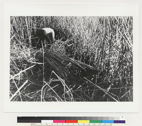 Gathering tule at Clear Lake — Calisphere