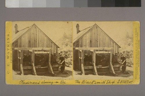 (Ferdinand shoeing an Ox. The Blacksmith Shop S. V. W. W ...