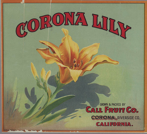 Corona Lily — Calisphere