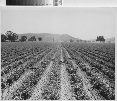 Row Crops After Harvest — Calisphere