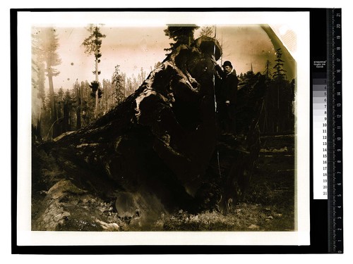Log 20 feet in diameter, Garfield, Humboldt Co — Calisphere