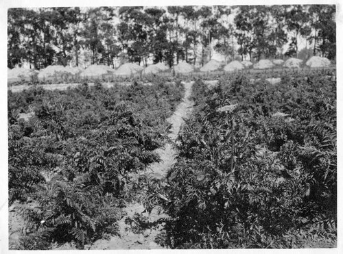 [Oxnard field] — Calisphere