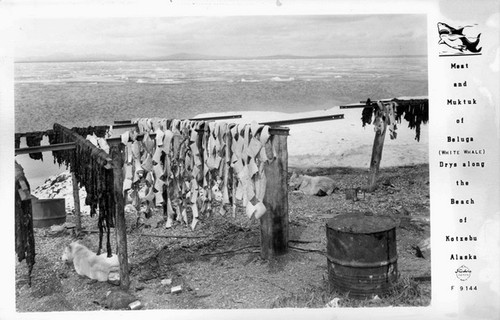 Meat and Muktuk of Beluga (White Whale) drys along the Beach of Kotzebu ...
