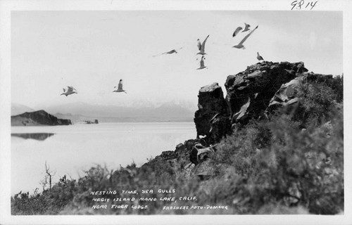 Nesting Time, Sea Gulls Negit Island Mono Lake, Calif. near Tioga Lodge ...