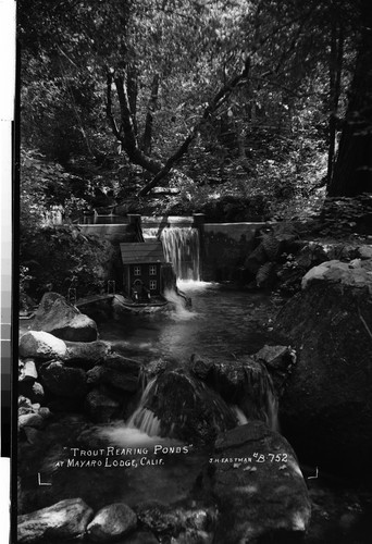 "Trout Rearing Ponds" at Mayaro Lodge, Calif — Calisphere