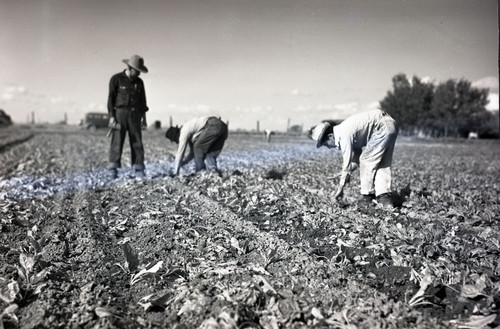 Three Mexican workers hoeing in a sugar beet field — Calisphere