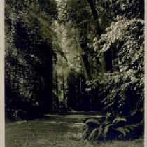Moulin (Gabriel) - Bohemian Grove, ca. 1906-1909 — Calisphere