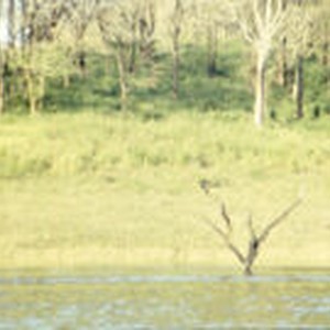 Thekkady Lake shoreline at Periyar Wildlife Sanctuary, Thekkady (India ...