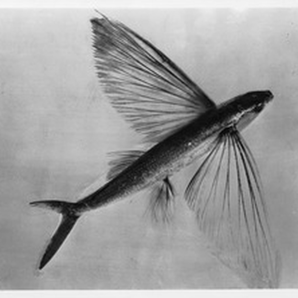 Catalina Flying Fish Catalina Island Island California Flying Fish
