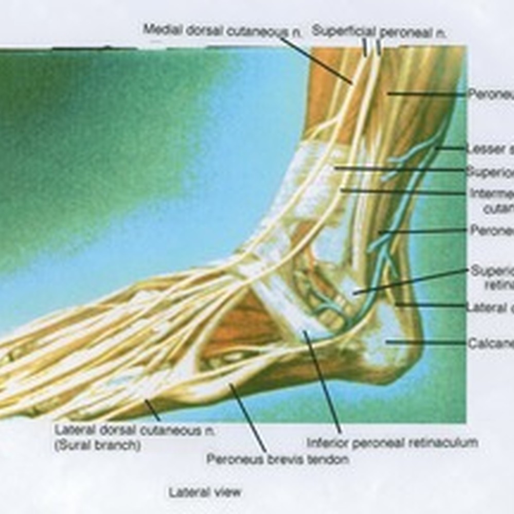 Anatomy Of Lateral Ankle