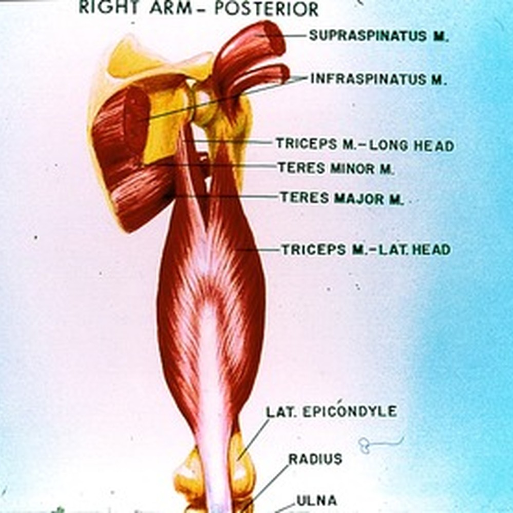 Posterior Arm Muscles