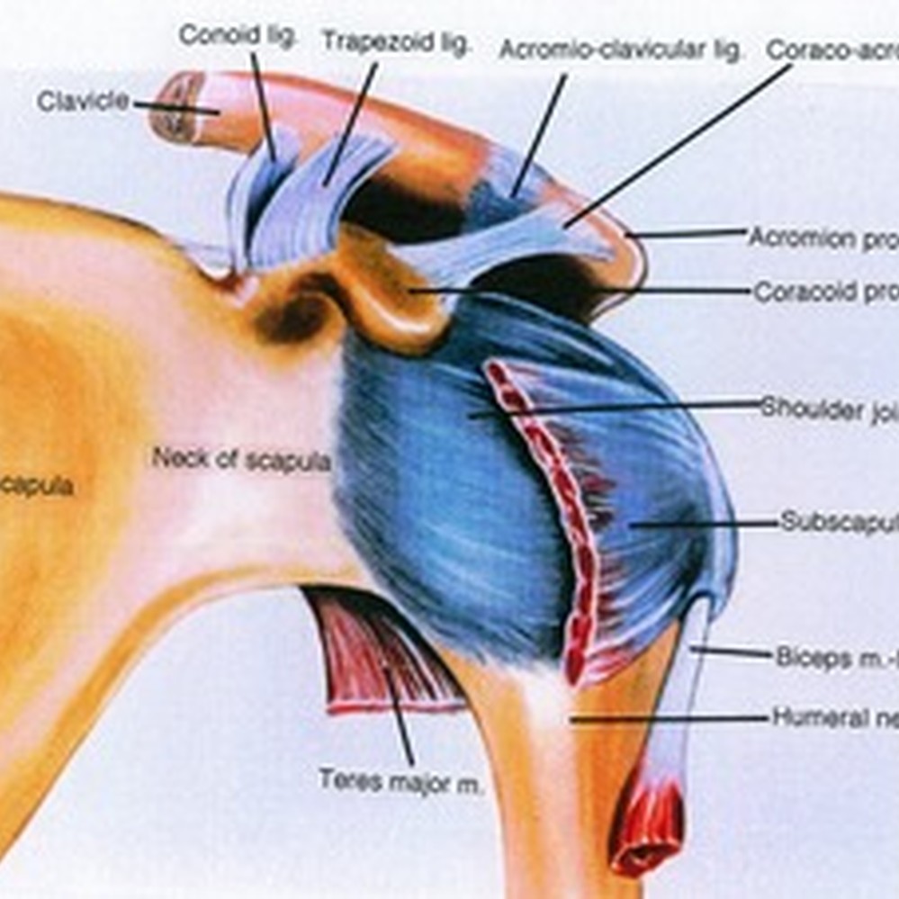 Shoulder Anatomy Anterior View