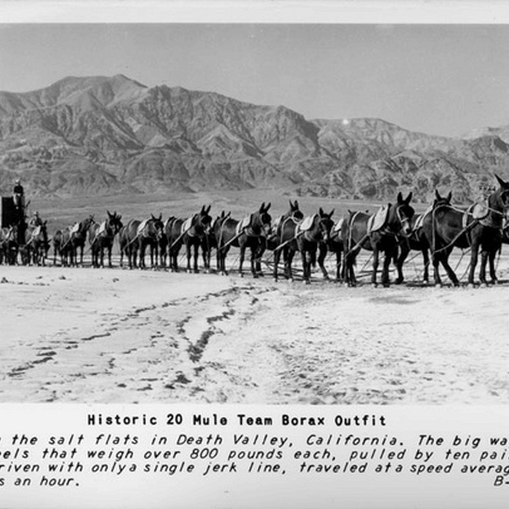 Mule Team Borax