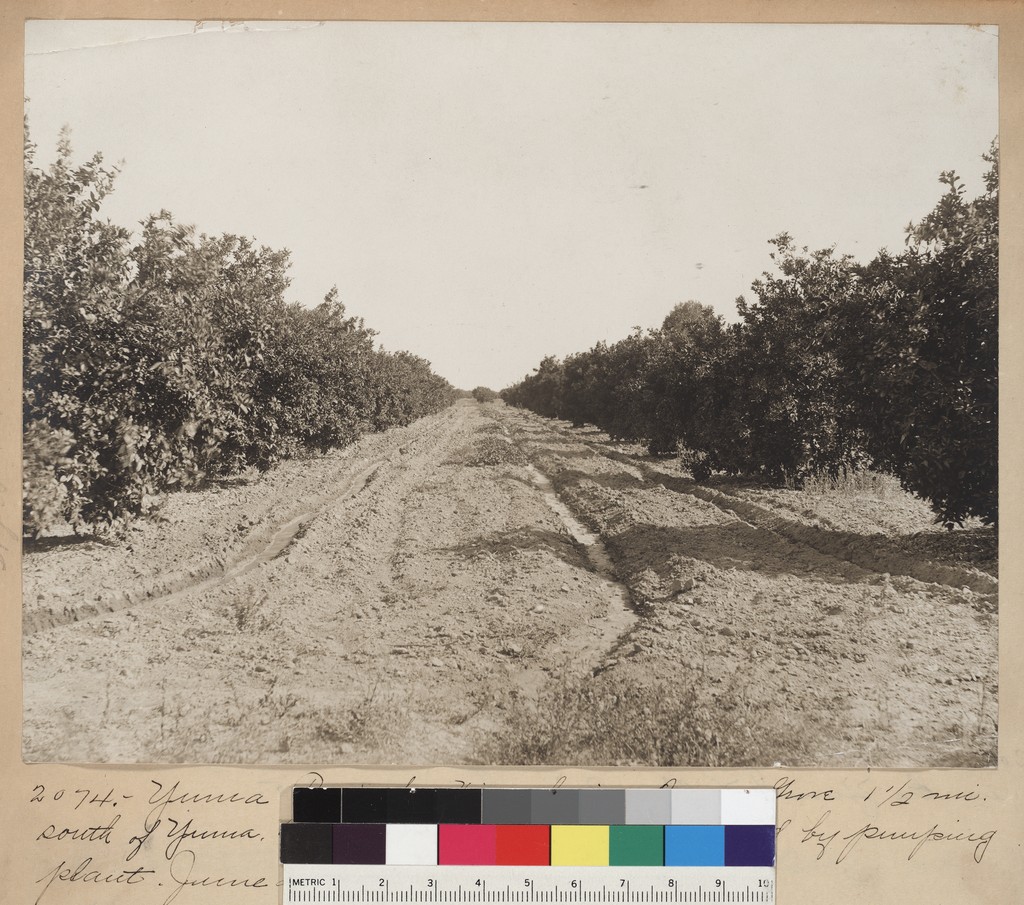 Yuma Project--View of Orange Grove 1/2 Mile South of Yuma — Calisphere