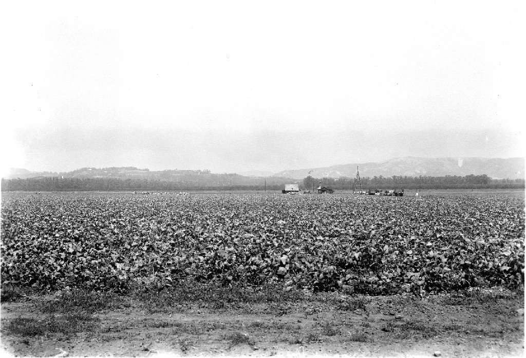 Lima bean field at Irvine Ranch, California: Photograph — Calisphere