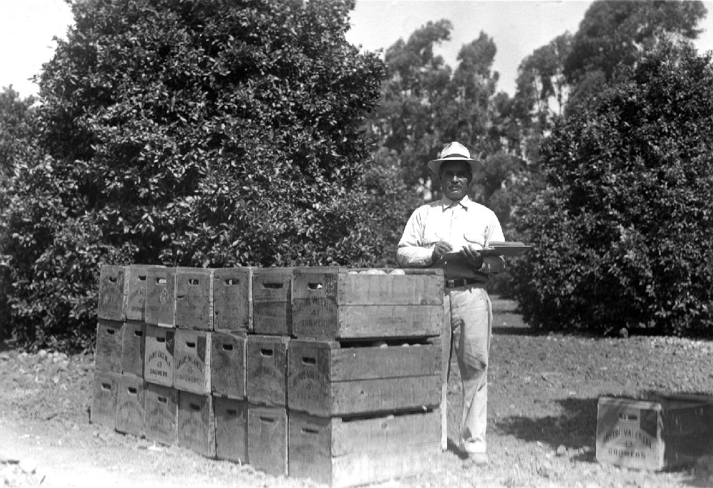 Worker and crated oranges in orange grove at Irvine Ranch, California ...