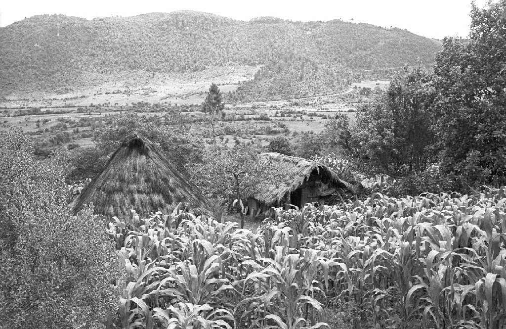 Corn in a family compound on a hillside — Calisphere