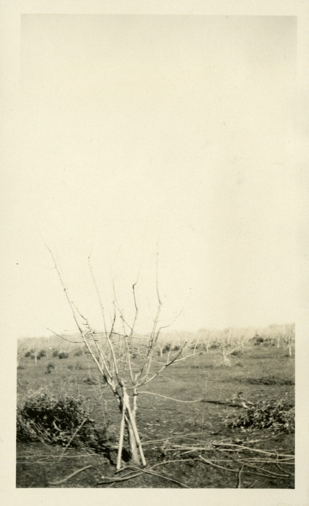 Winter pruning demonstration, J. V. Bare ranch, Lodi, December, 1922 ...