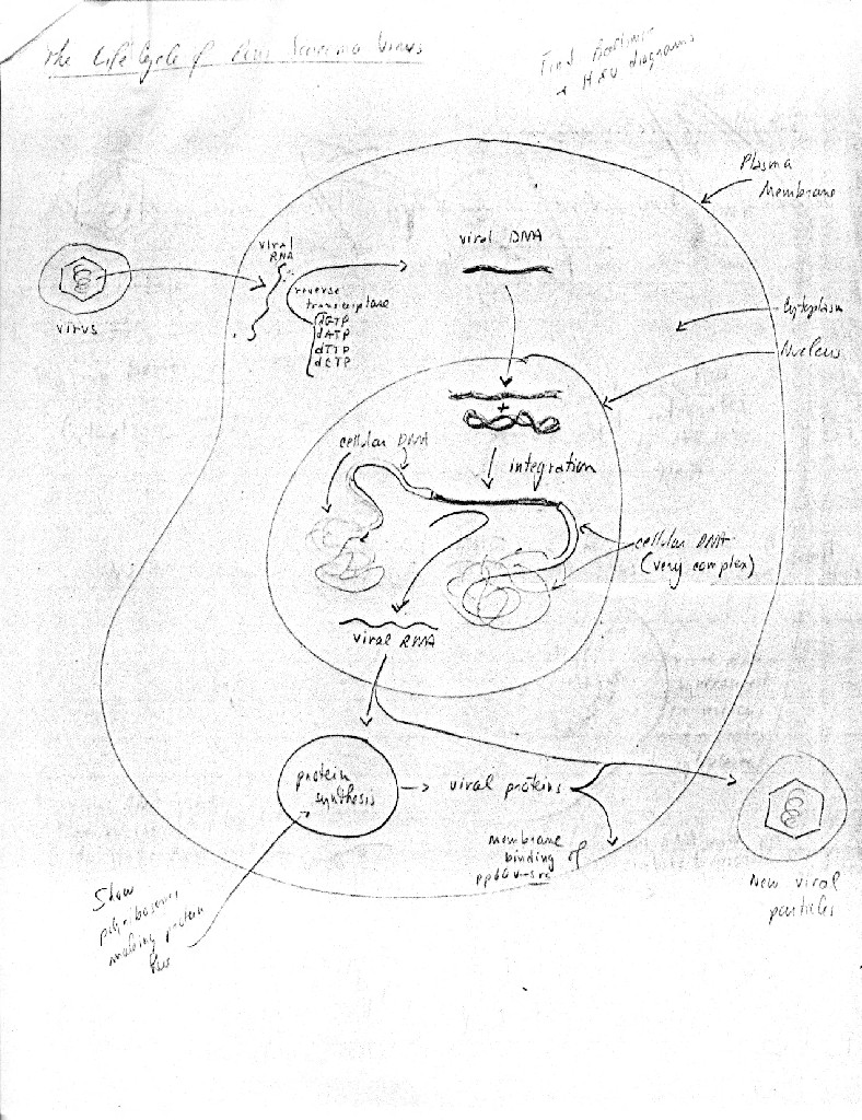 The Life Cycle of Rous Sarcoma Virus diagram drawing (2) — Calisphere