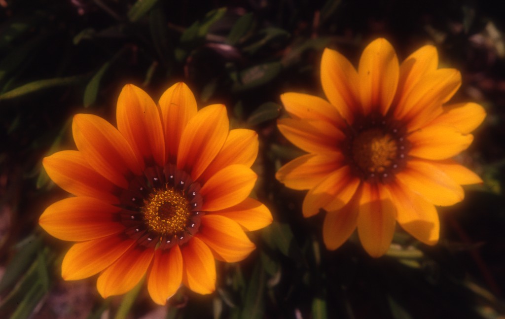Plants and flowers, from the UCI arboretum? — Calisphere