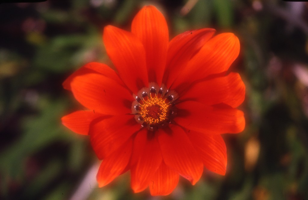 Plants and flowers, from the UCI arboretum? — Calisphere