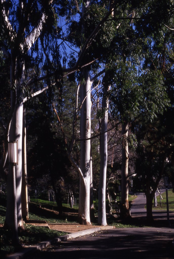 Plants and flowers, trees, and tree roots from the UCI arboretum or ...