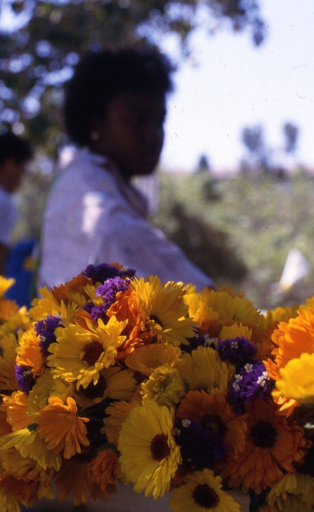 Plants and flowers, from the UCI arboretum? — Calisphere