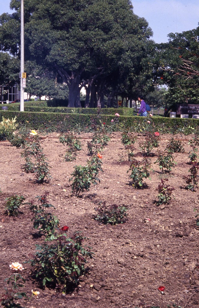 Chancellor's rose garden, near administration buildings. — Calisphere