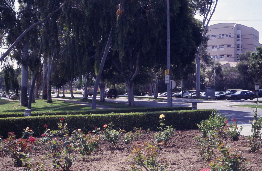 Chancellor's rose garden, near administration buildings. — Calisphere