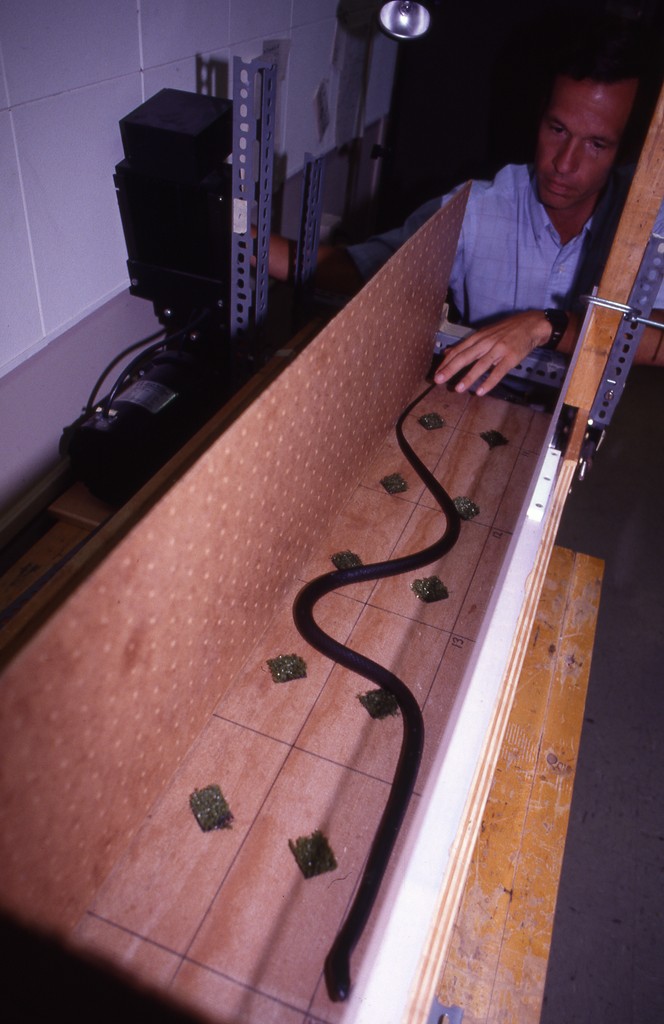 Snake Research — Calisphere