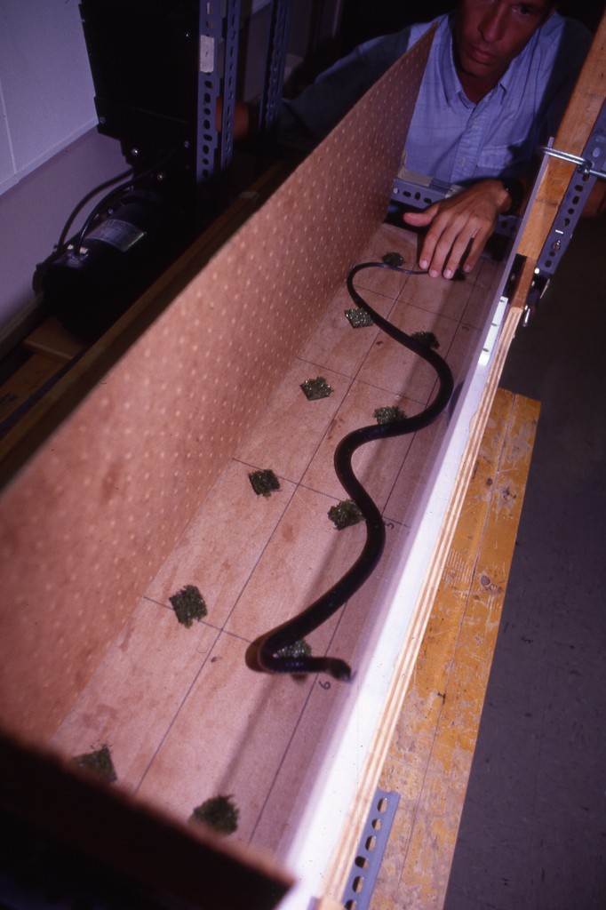 Snake Research — Calisphere