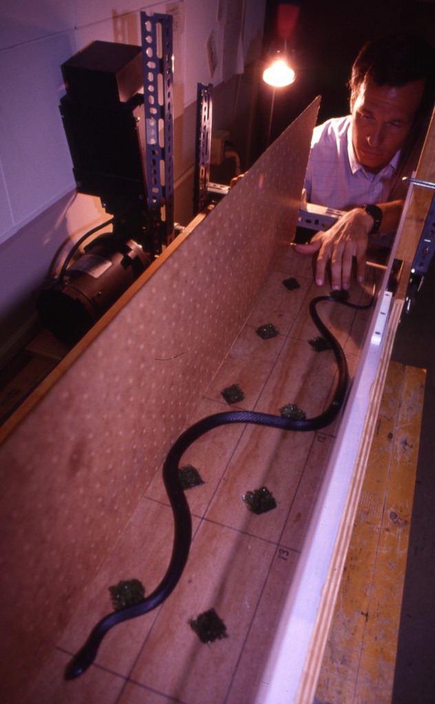 Snake Research — Calisphere