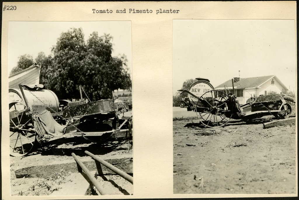 [Children harvesting pimento plants on S.J. Nuckols Ranch, Conejo, Ca ...