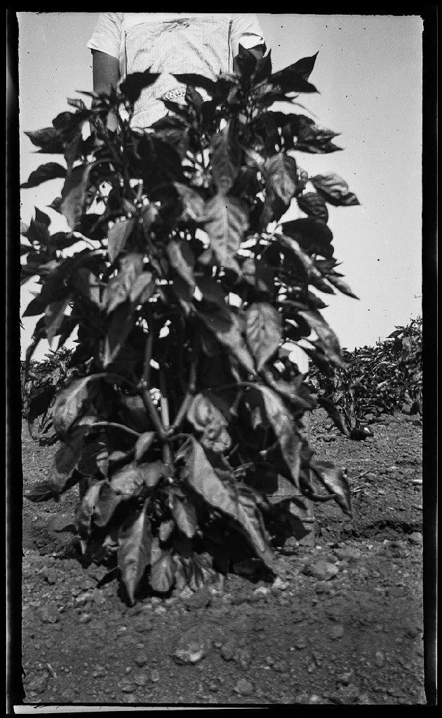 Pimento plant, S. J. Nuckols Ranch, Conejo, August 4, 1932 — Calisphere