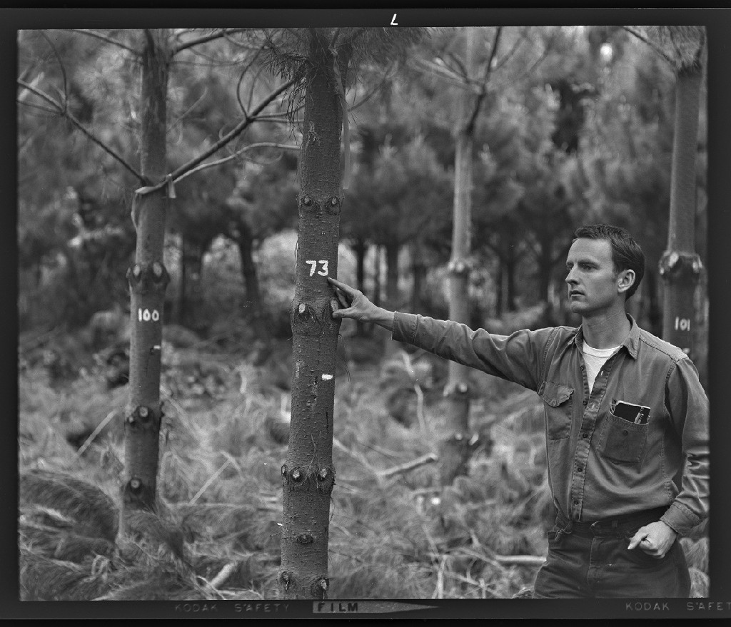 [Man pointing at tree labeled 73] — Calisphere