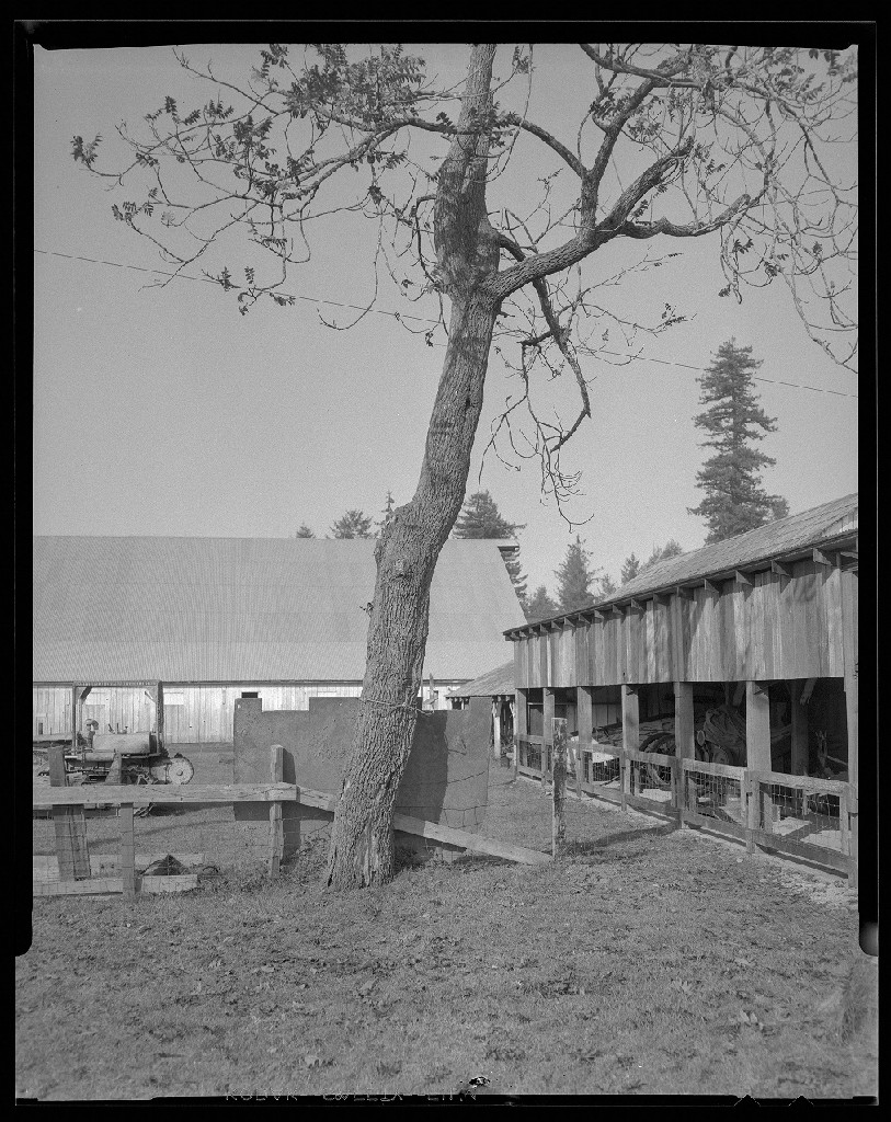 [Slanted tree] — Calisphere