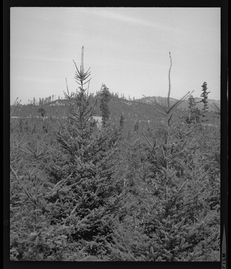 [Trees] — Calisphere