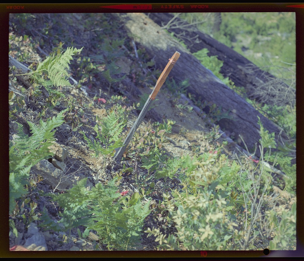 [Close-up view of stick in ground] — Calisphere