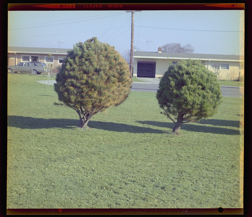 [Round trees] — Calisphere