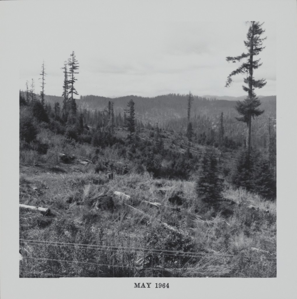 [Forested landscape] — Calisphere