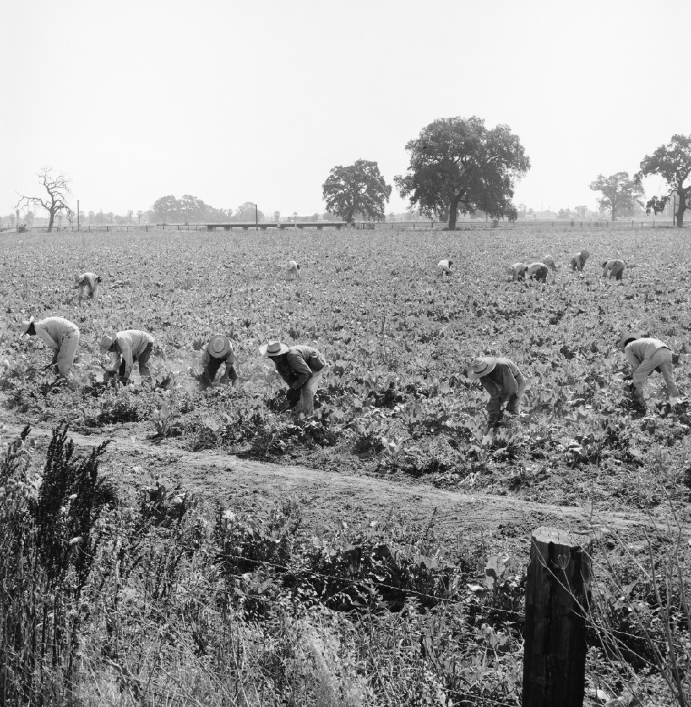 Braceros hoeing sugar beets — Calisphere